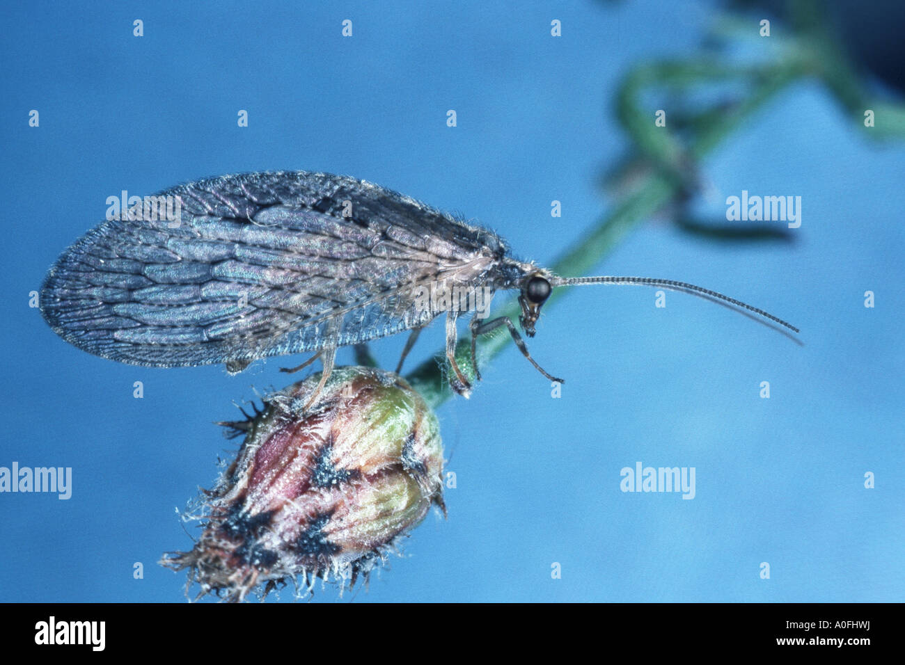 Neuropterans dobson flies antlions neuroptera hi-res stock photography ...