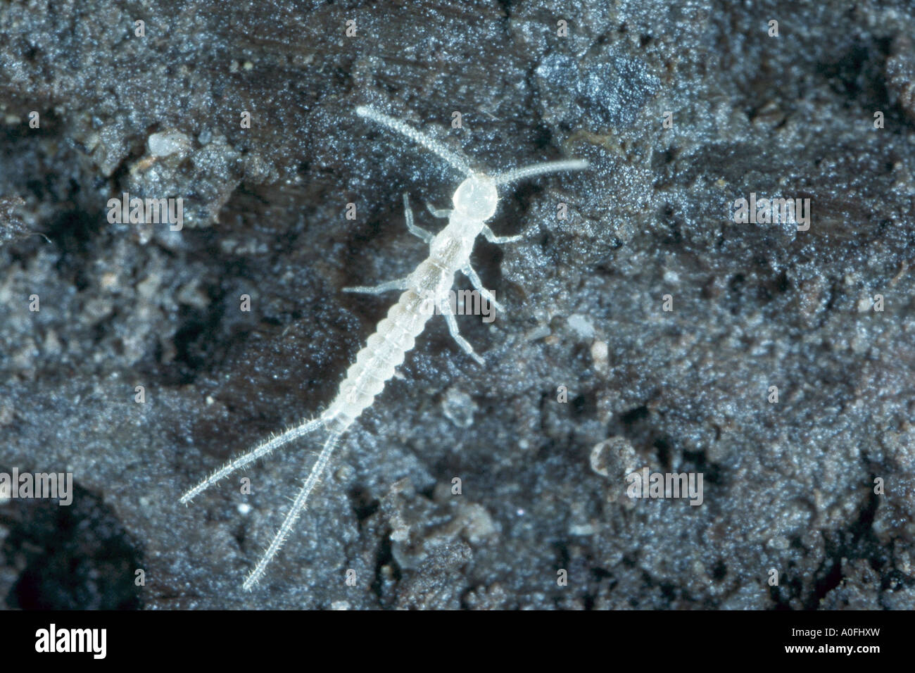 double tail (Diplura Stock Photo - Alamy