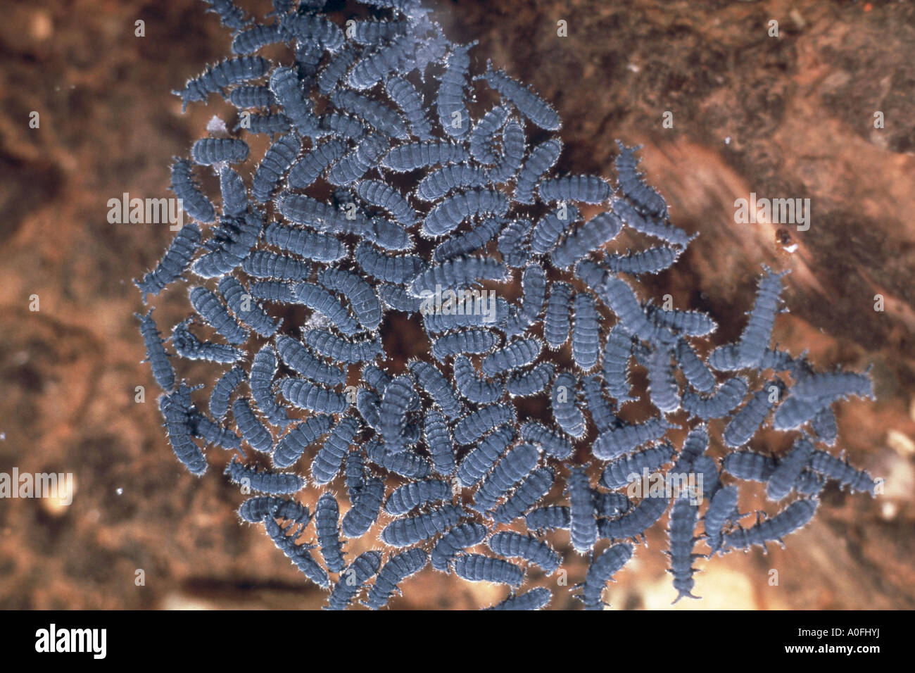 seashore springtail, marine springtail (Anurida maritima), aggregation ...