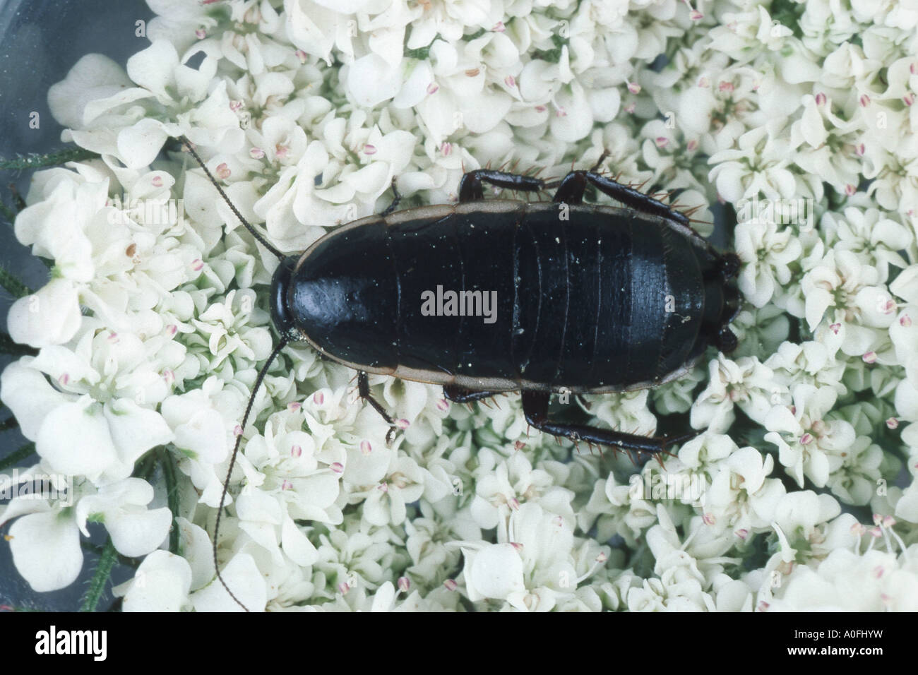 cockroaches (Blattodea), on white blossoms Stock Photo - Alamy