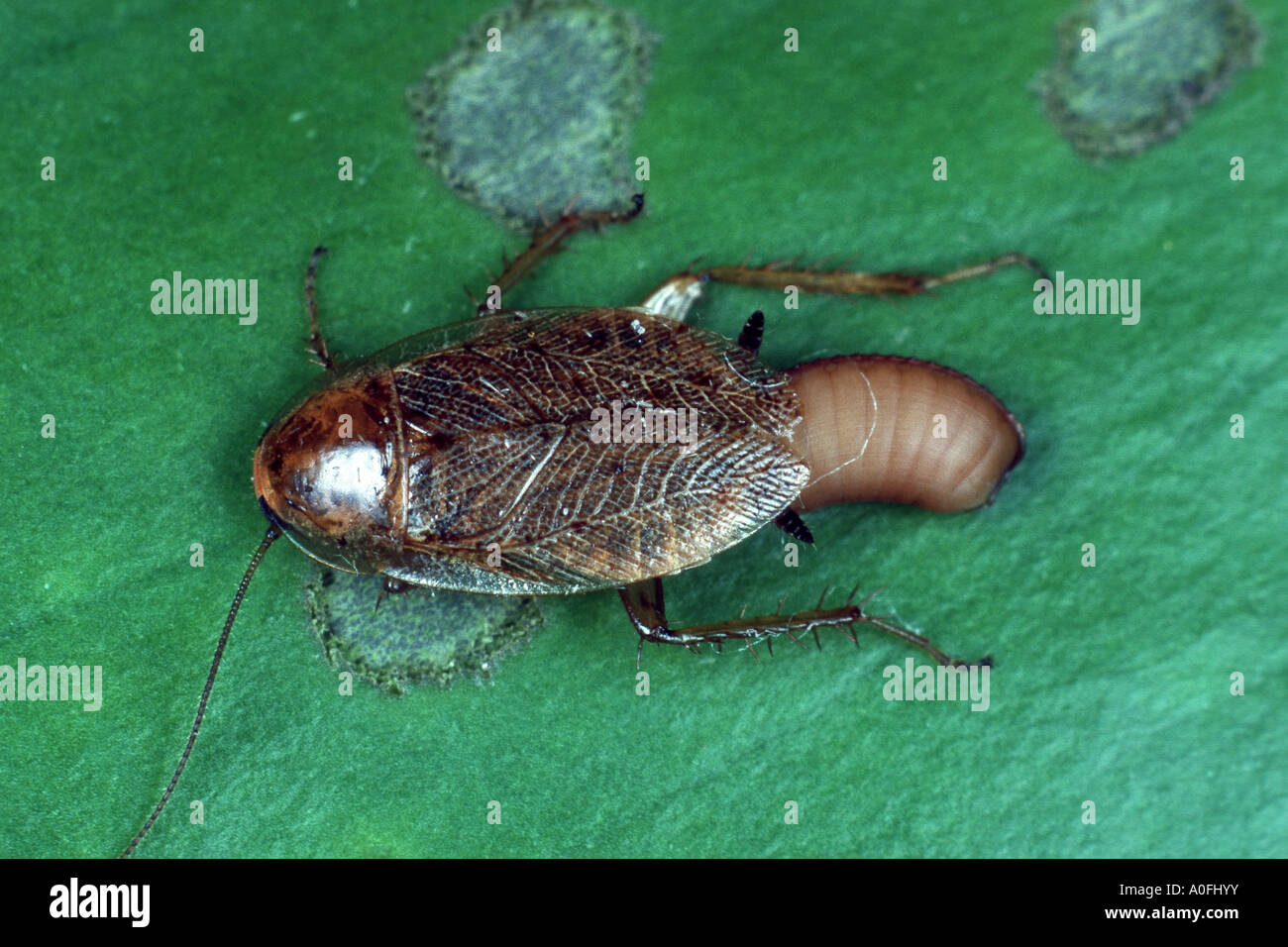 dusky cockroach (Ectobius lapponicus), egg deposition Stock Photo - Alamy