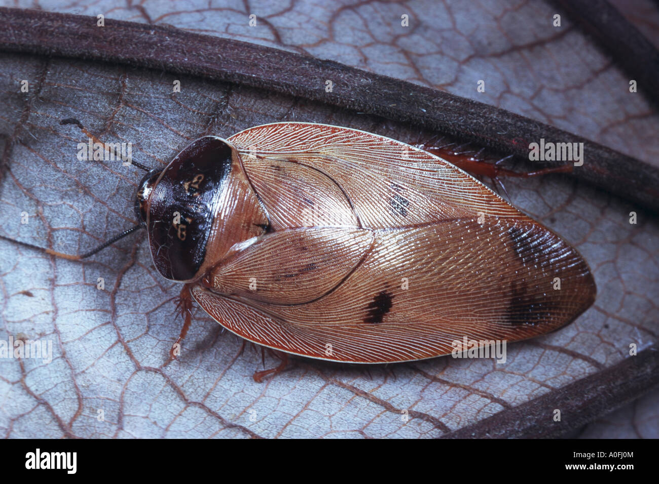 African cockroach cockroaches insect insects hi-res stock photography ...