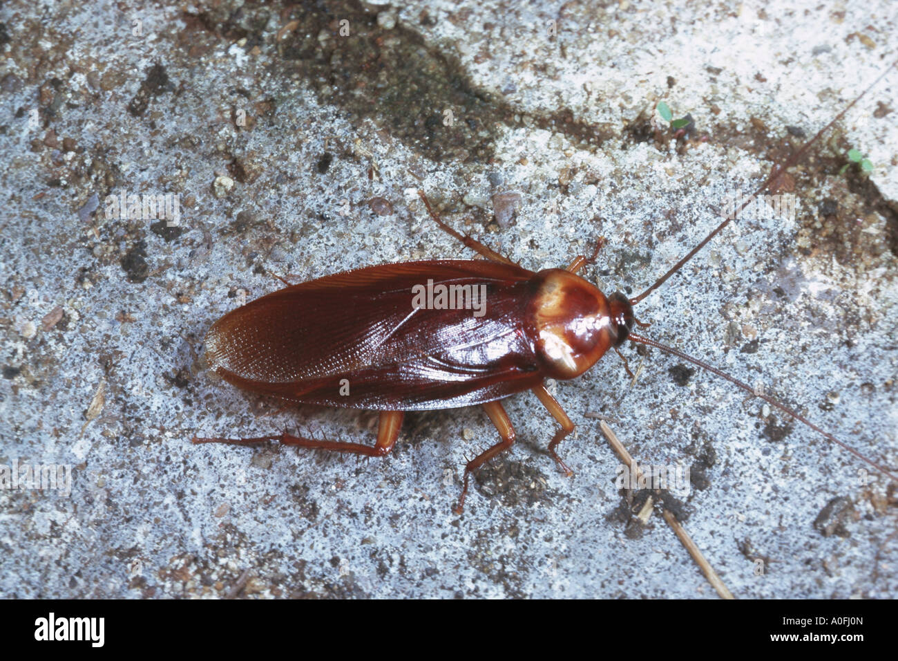 African cockroach cockroaches insect insects hi-res stock photography ...