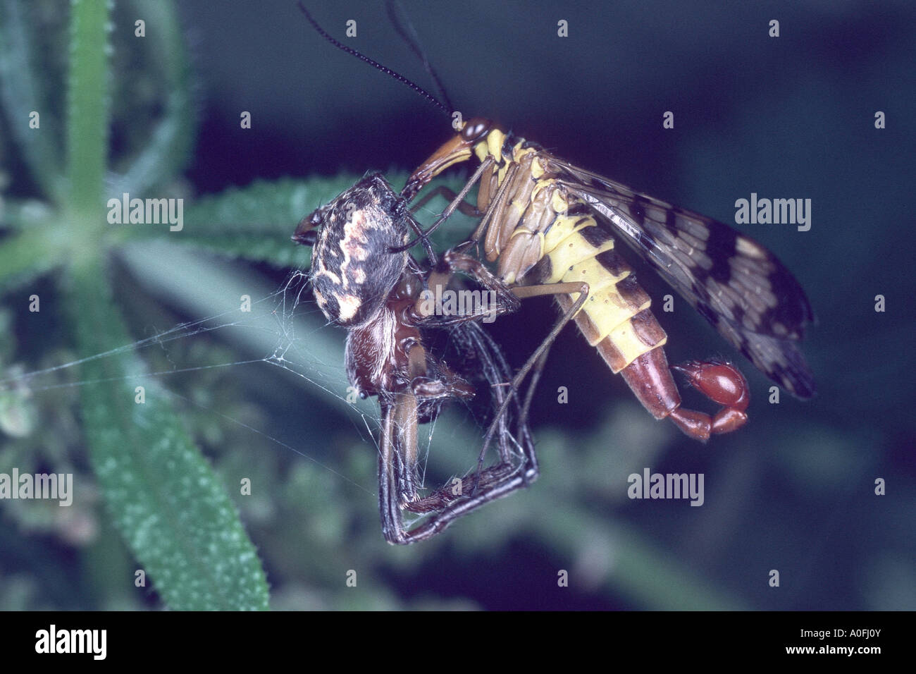 common scorpionfly (Panorpa communis), male, feeding on spider Stock ...