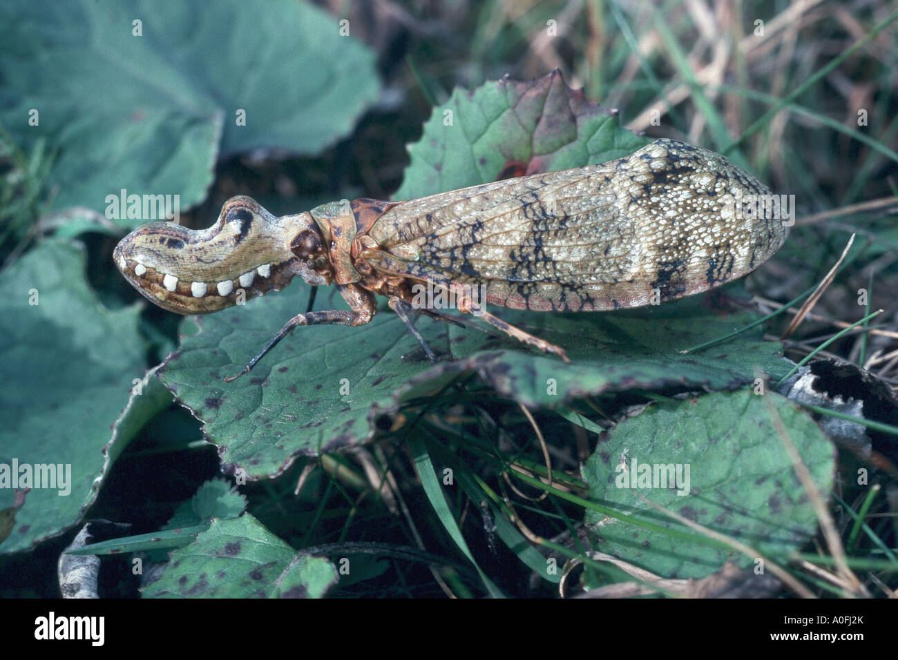 lanternflies, lantern flies, fulgorid planthoppers (Fulgoridae Stock ...