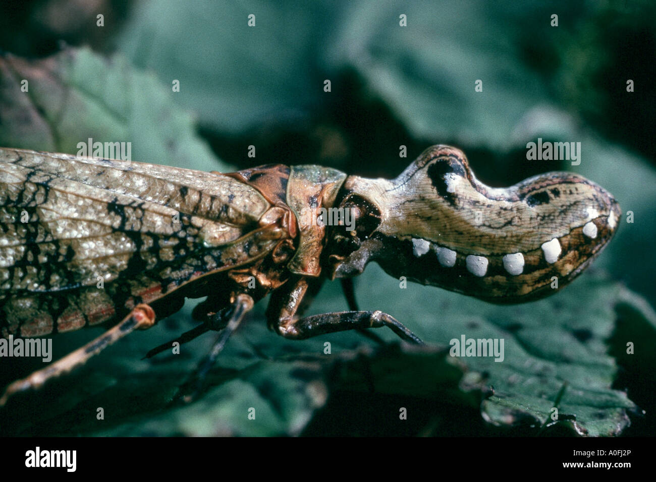 lanternflies, lantern flies, fulgorid planthoppers (Fulgoridae), imago ...