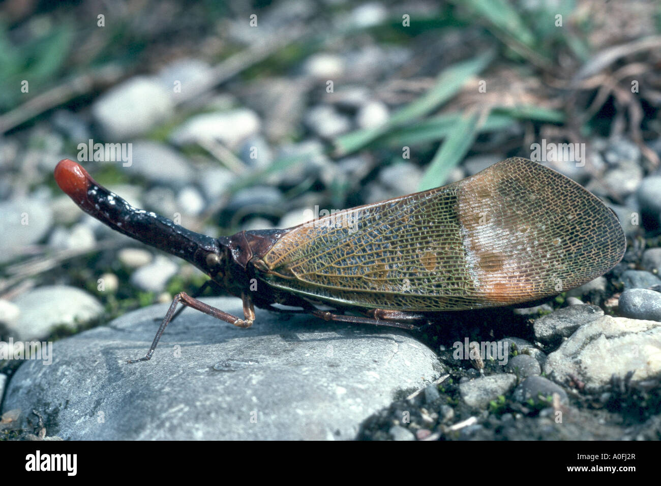 Planthoppers hi-res stock photography and images - Alamy