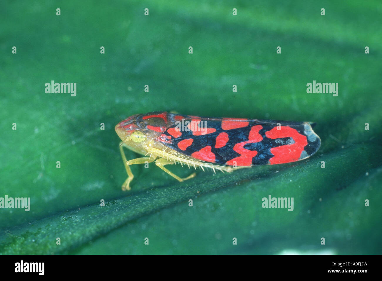 cicadas and hoppers (see: spittlebugs, froghoppers) (Auchenorrhyncha ...