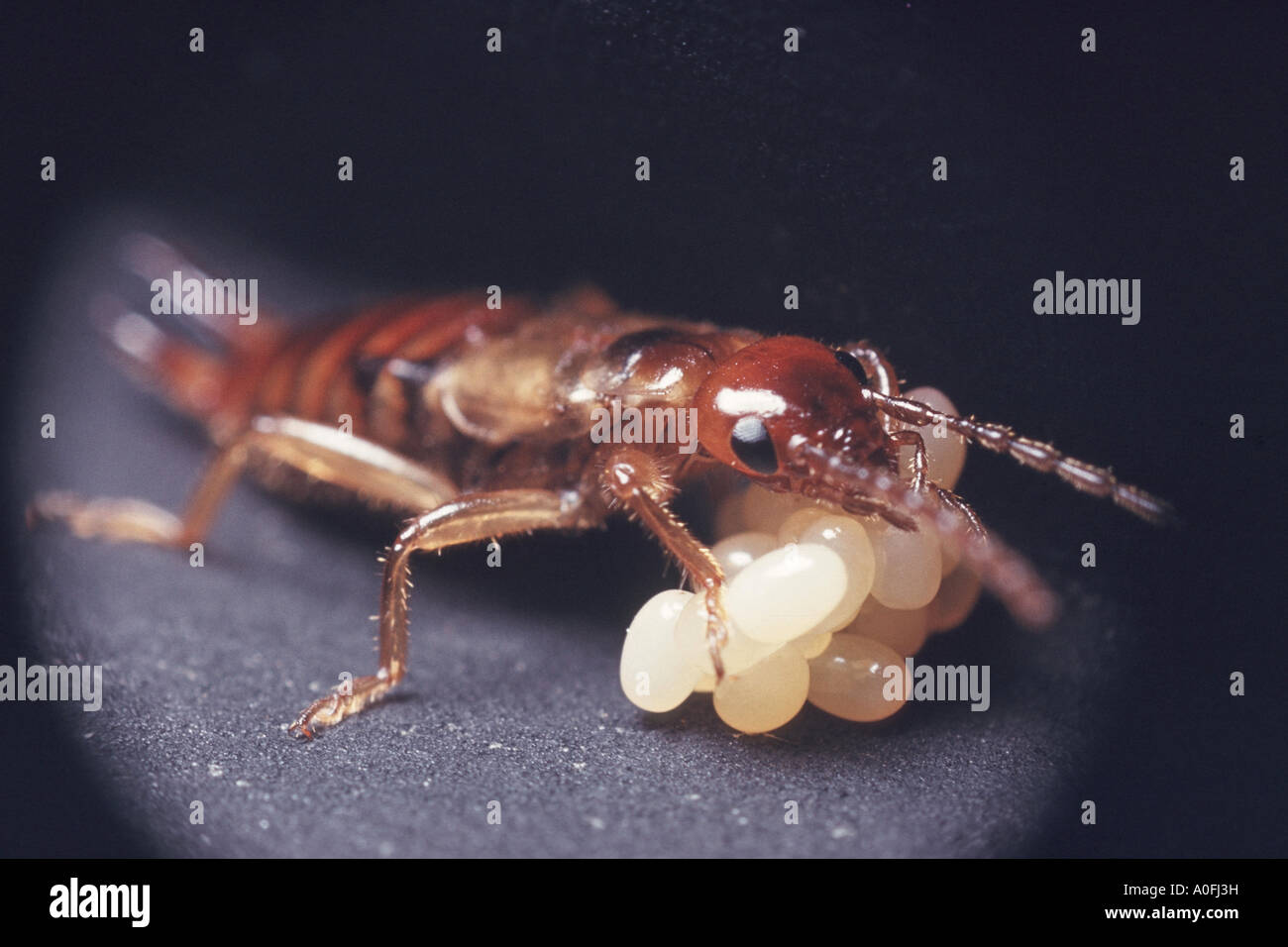 Earwig egg hi-res stock photography and images - Alamy