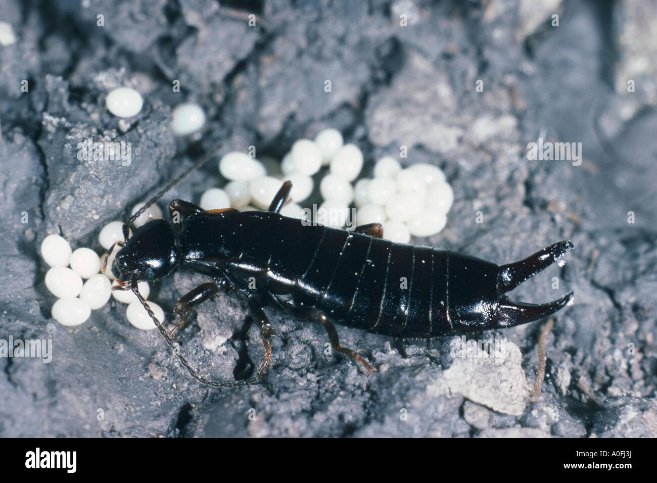 Earwig egg hi-res stock photography and images - Alamy
