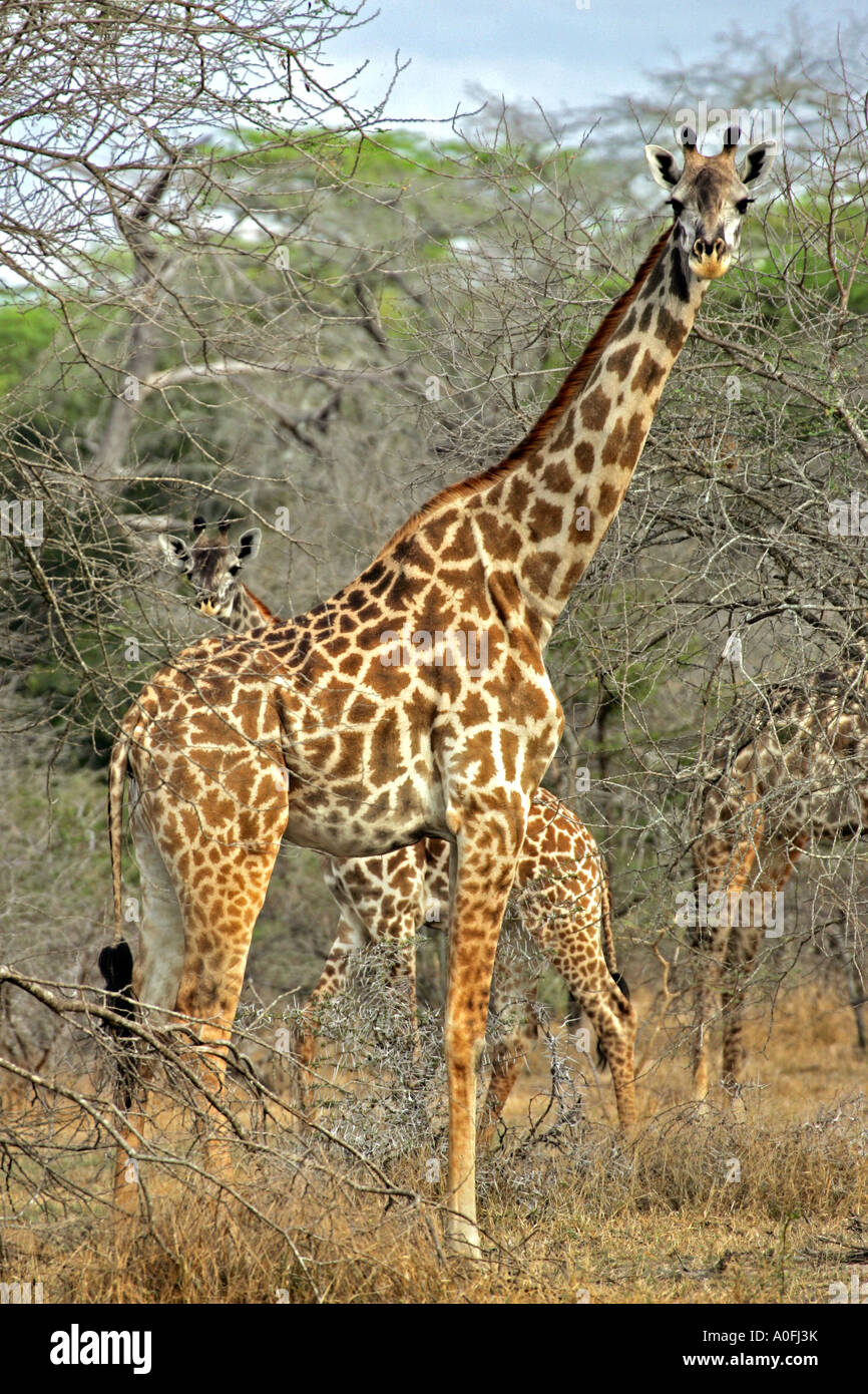 Selous Game Reserve World Heritage Site Tanzania Giraffe female herd ...