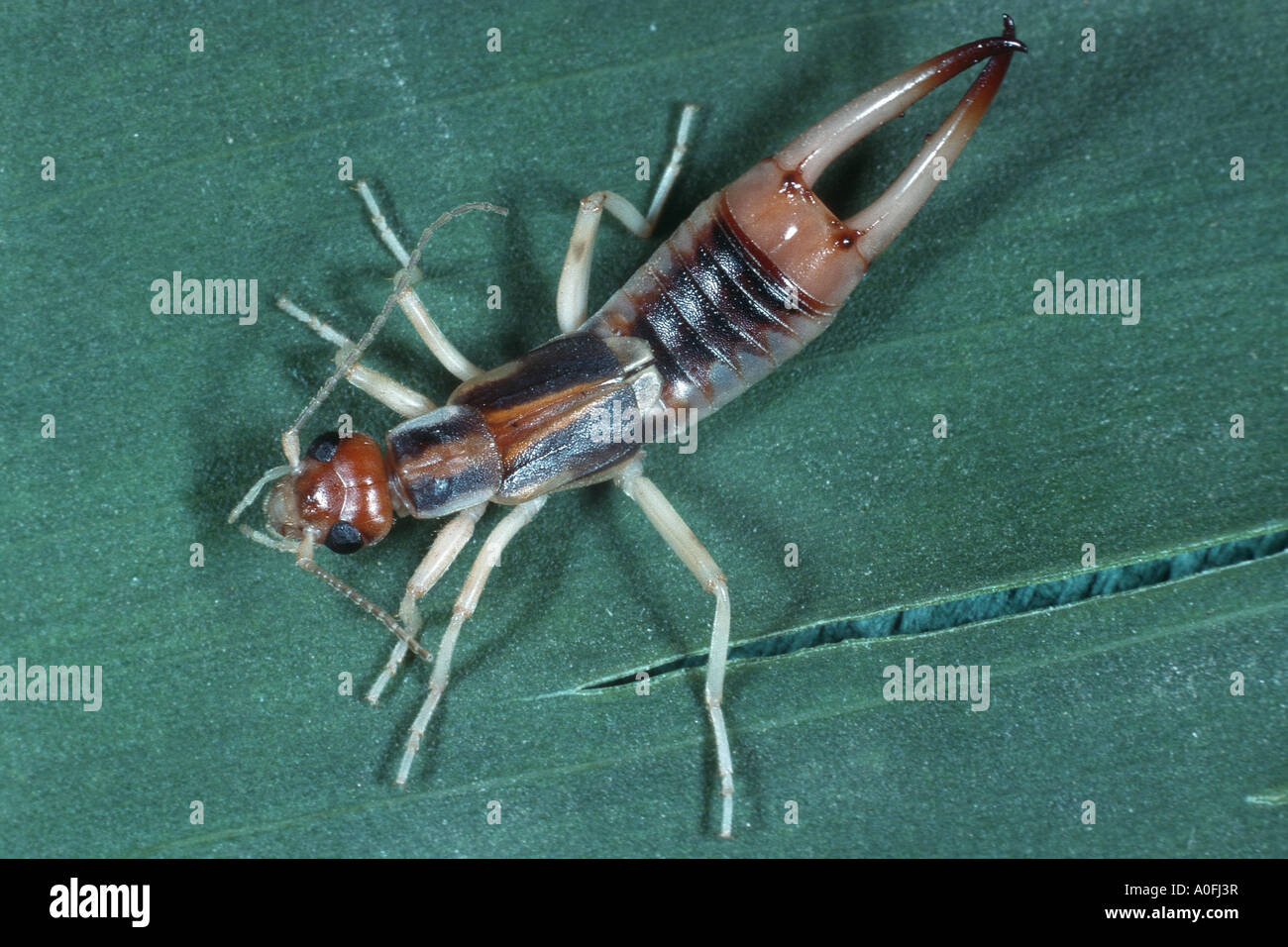 Labidura riparia hi-res stock photography and images - Alamy