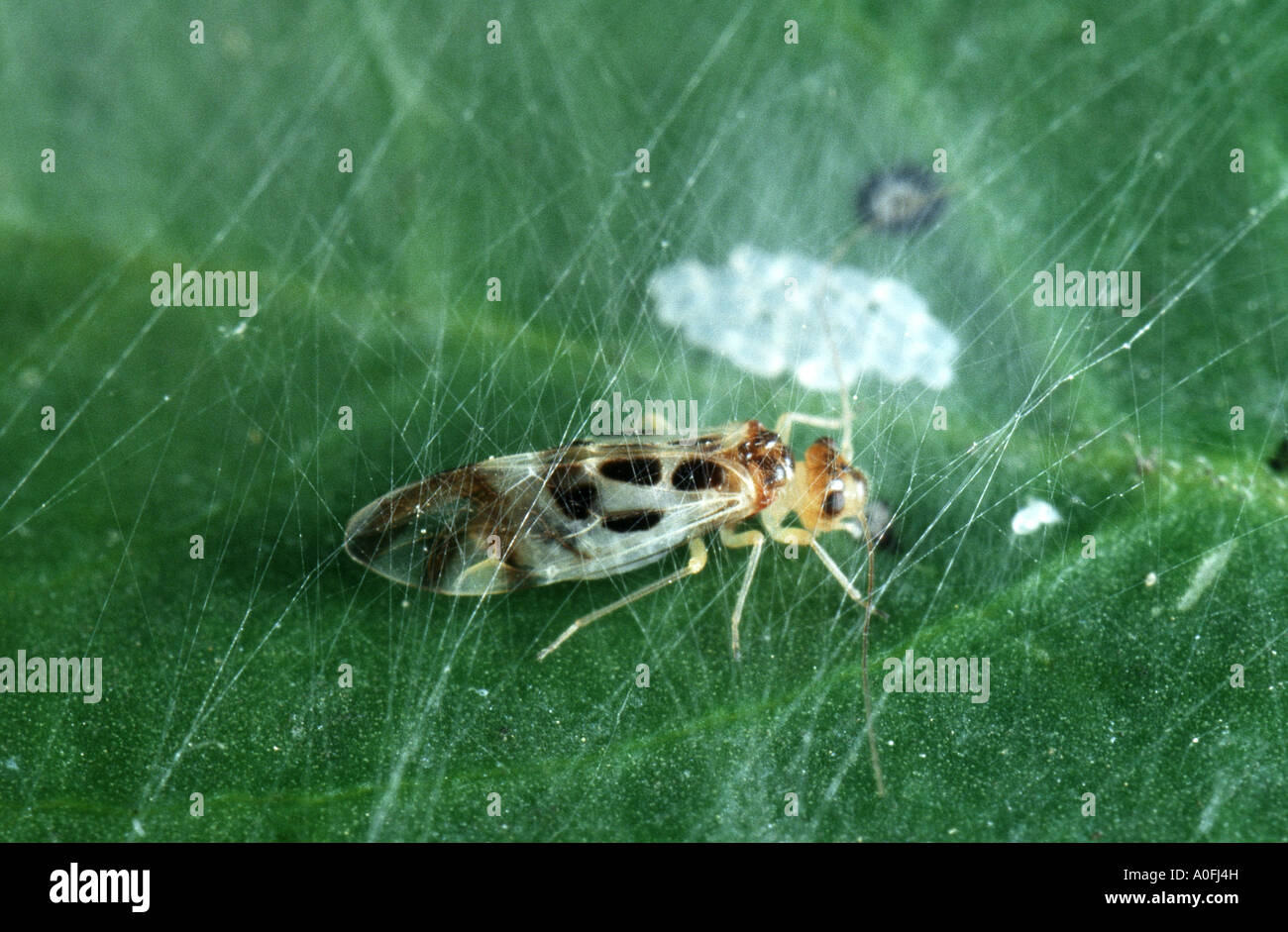 dust-louse (Graphopsocus cruciatus), imago with eggs Stock Photo - Alamy