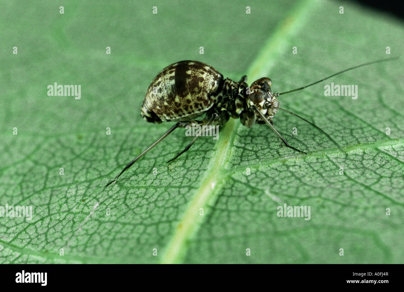 dust-louse (Psocoptera), imago Stock Photo - Alamy