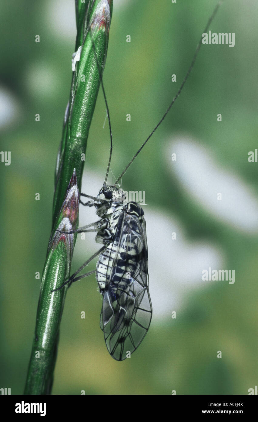 dust-louse (Psocoptera), sitting Stock Photo - Alamy