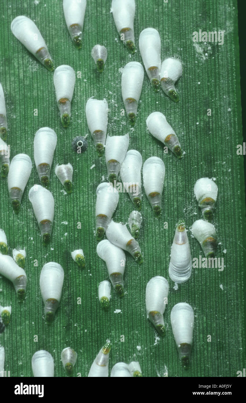 Scale pinnaspis buxi hi-res stock photography and images - Alamy