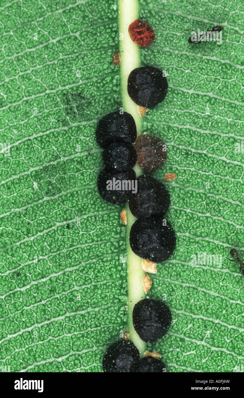 Coccoidea hi-res stock photography and images - Alamy