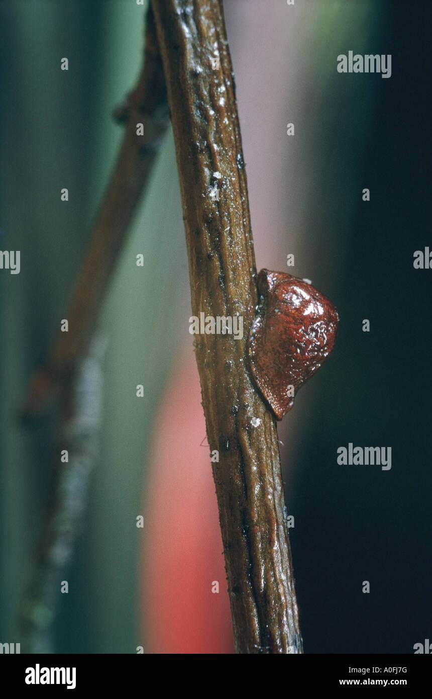 brown scale, brown fruit scale, European fruit lecanium, European peach ...