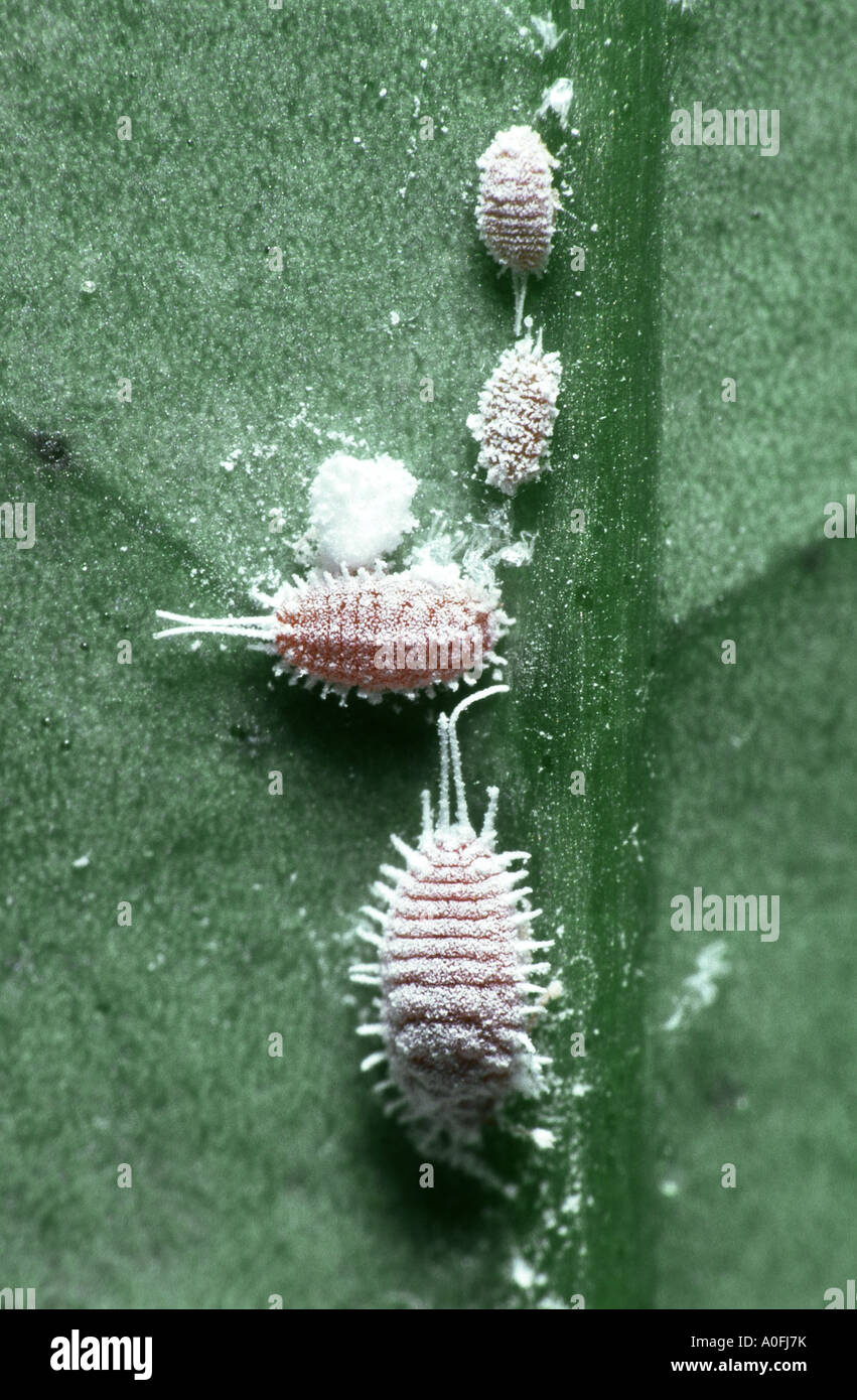 Pests grape hi-res stock photography and images - Alamy