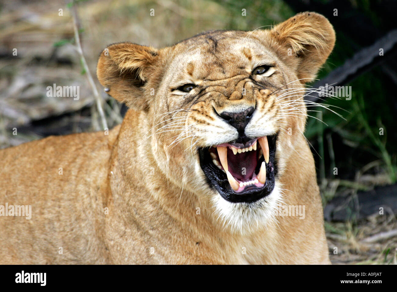 Selous Game Reserve World Heritage Site Tanzania lioness growling Stock ...