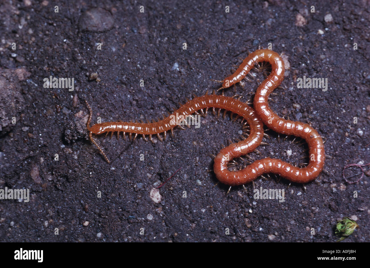 Geophilus centipede hi-res stock photography and images - Alamy