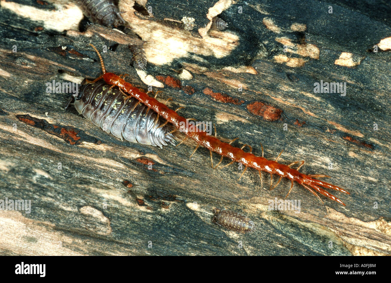European garden scolopendra (Cryptops hortensis), with isopod Stock ...