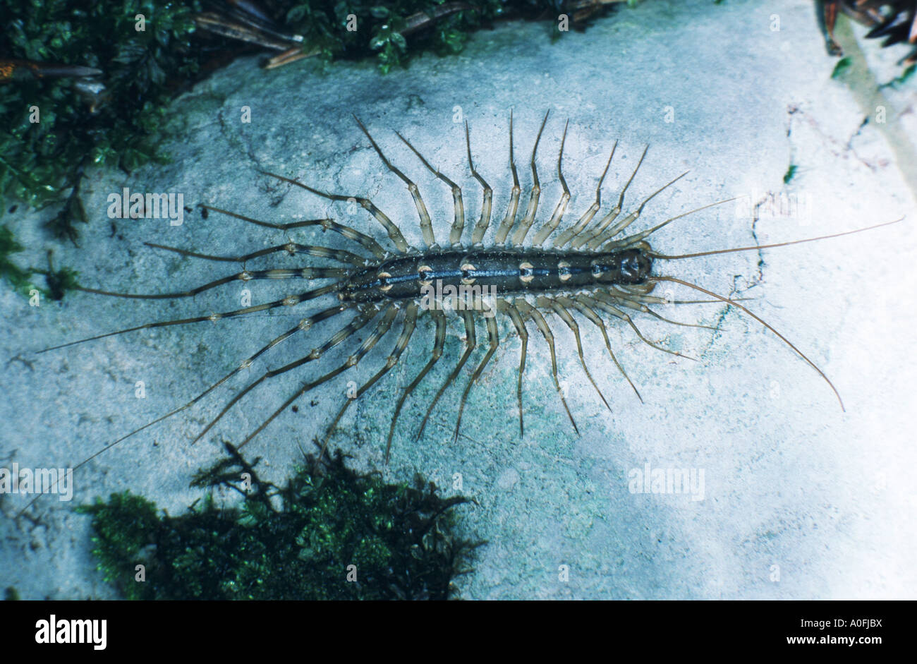 house centipede (Scutigera coleoptrata Stock Photo - Alamy