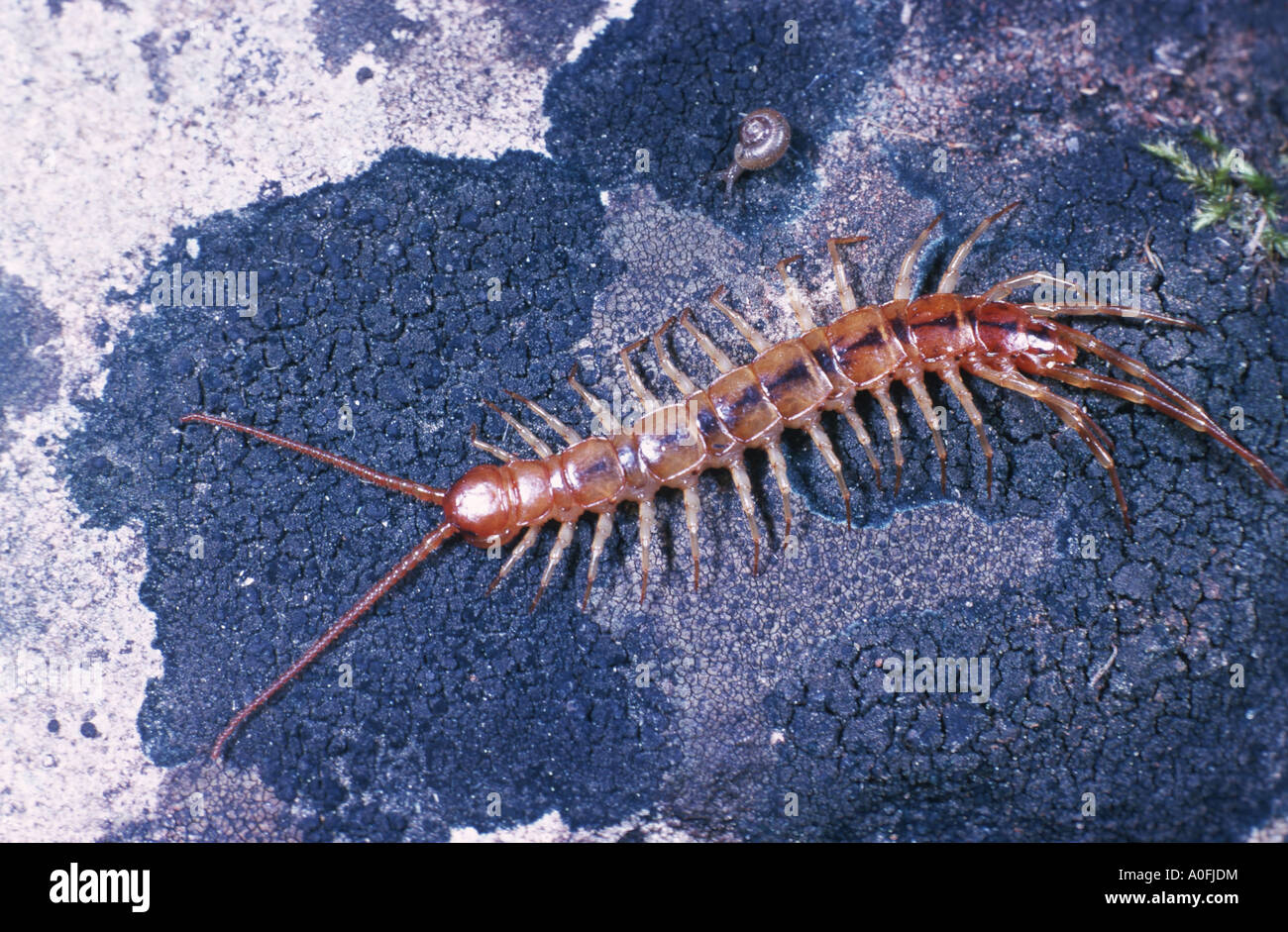 Garden Centipede High Resolution Stock Photography and Images - Alamy