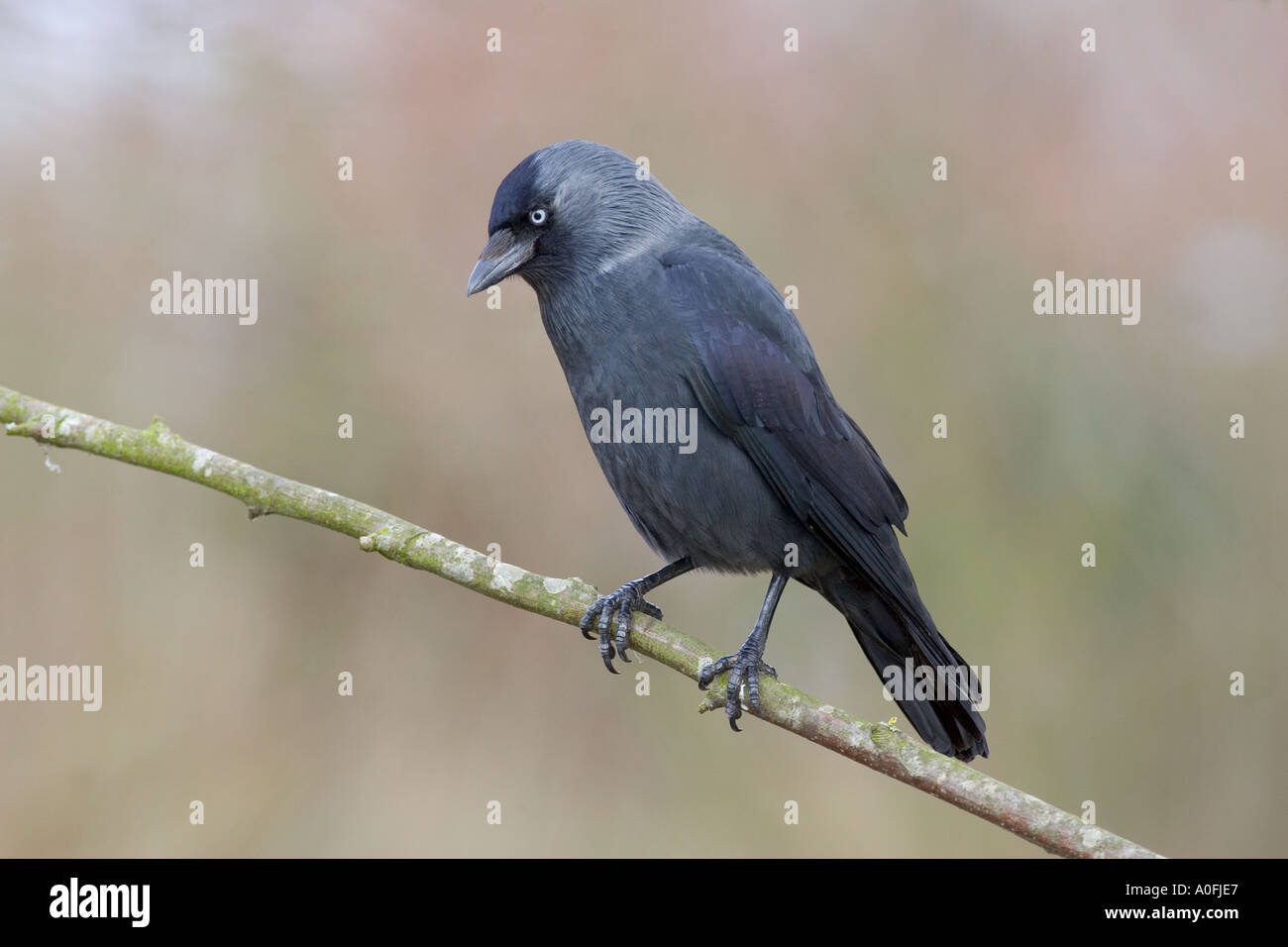 Jackdaw tree nest hi-res stock photography and images - Alamy