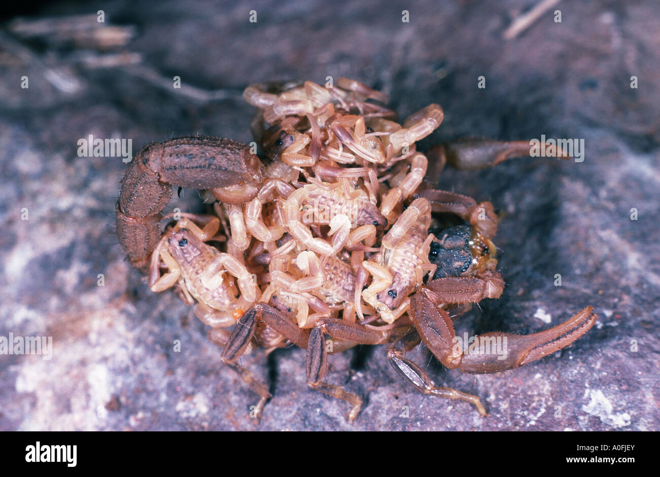 Scorpion with babies on back hi-res stock photography and images - Alamy