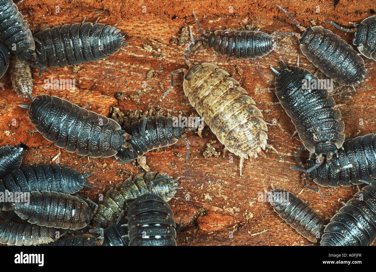 common rough woodlouse, garden woodlouse, slater, scabby sow bug ...