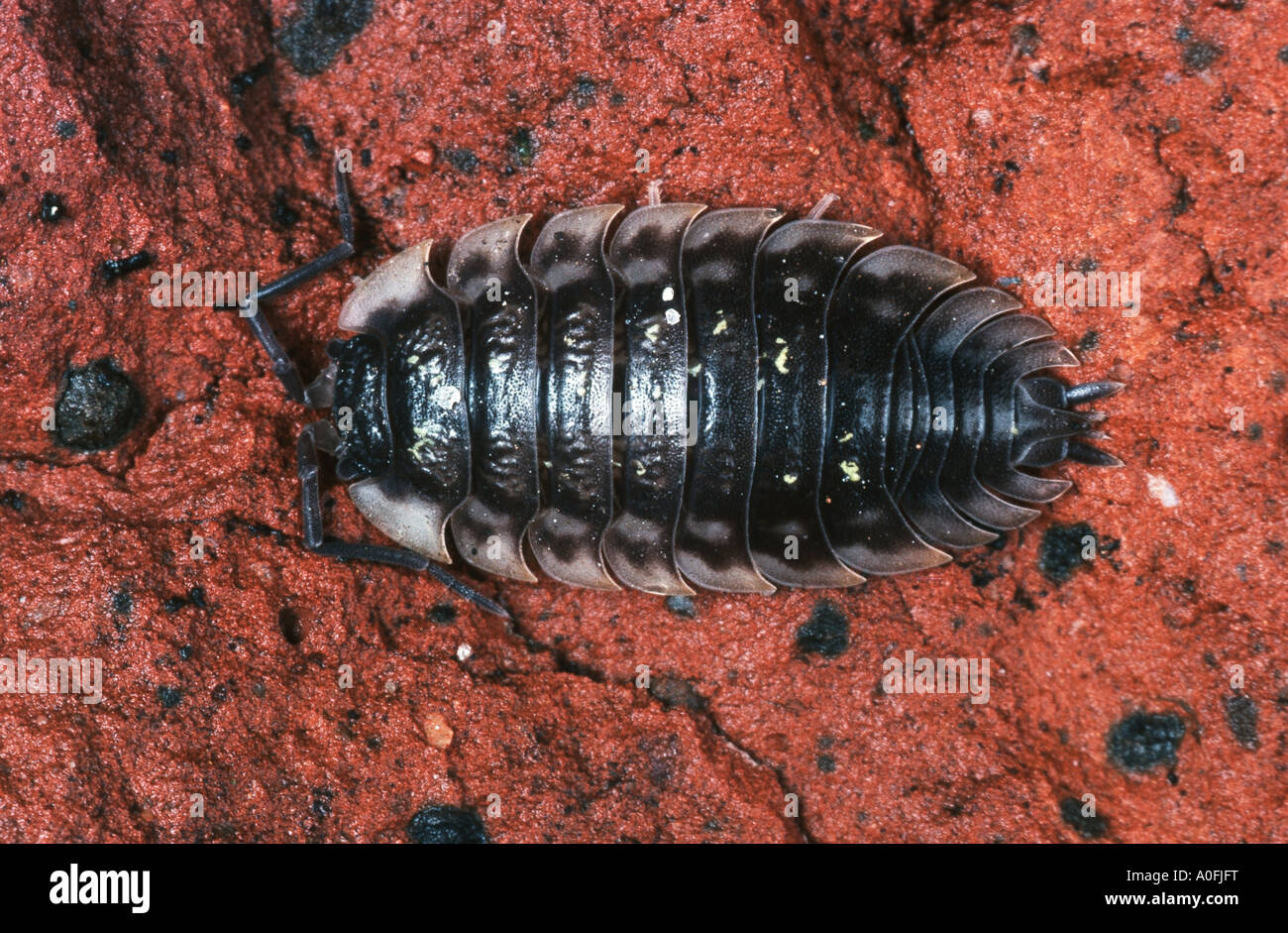 Sowbug High Resolution Stock Photography and Images - Alamy