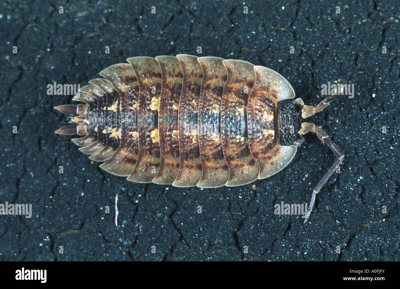 Sowbug High Resolution Stock Photography and Images - Alamy