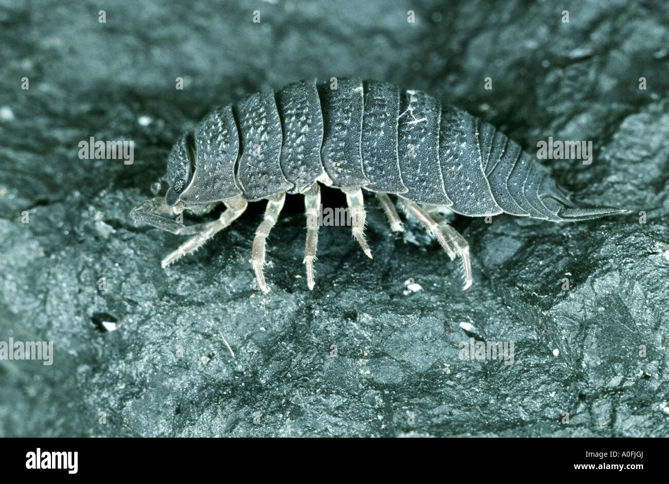 common rough woodlouse, garden woodlouse, slater, scabby sow bug ...