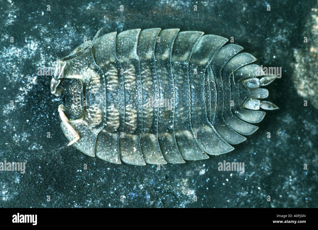 isopods (incl. pill bugs, woodlice, sowbugs) (Isopoda), top view Stock ...