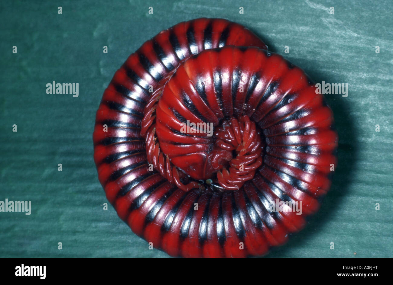 Thousand leggers hi-res stock photography and images - Alamy
