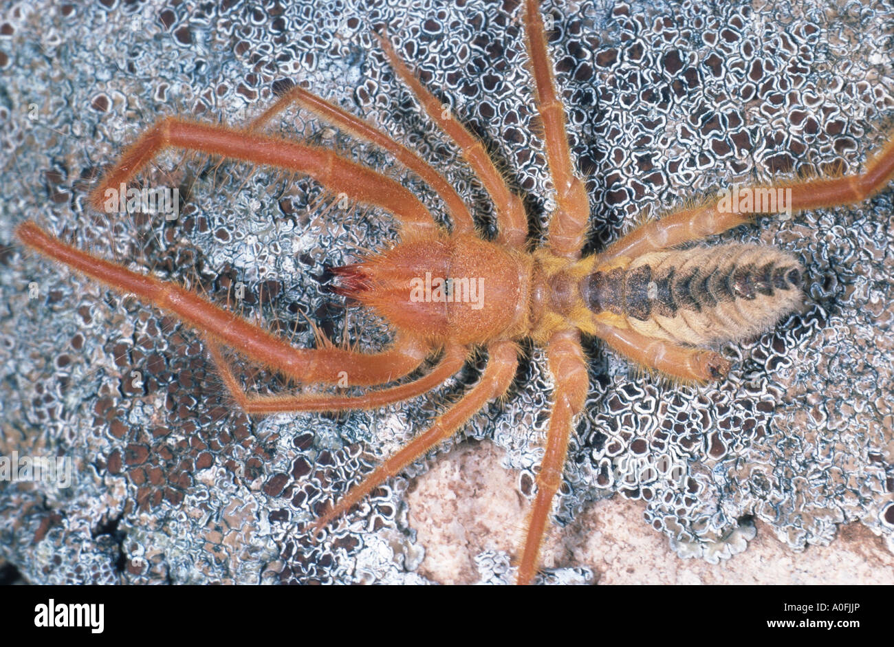 sun spider, false spider, windscorpion, solifuge, solpugid (Galeodes ...