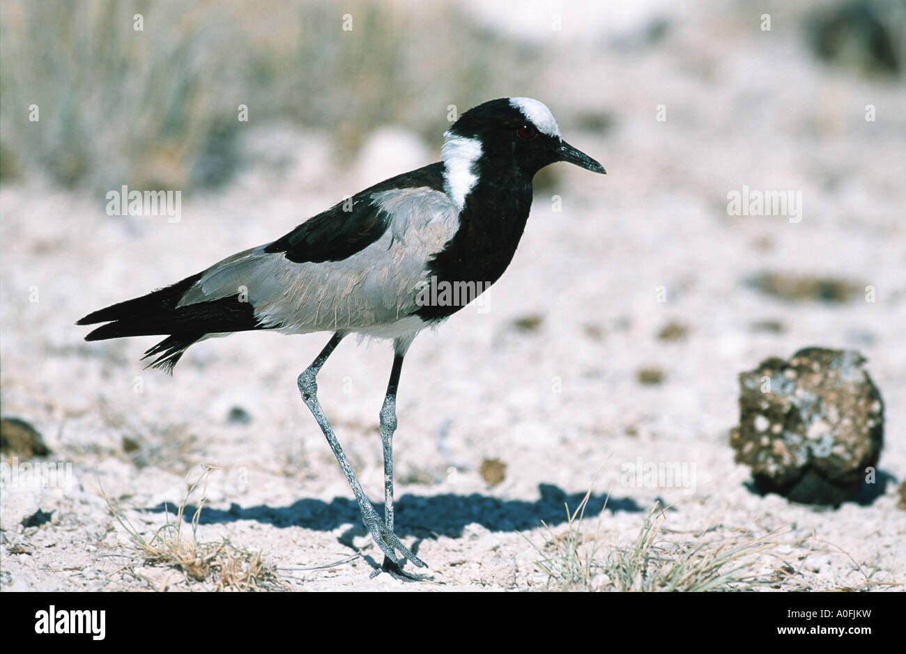 blacksmith plover (Vanellus armatus), standing, Namibia Stock Photo - Alamy