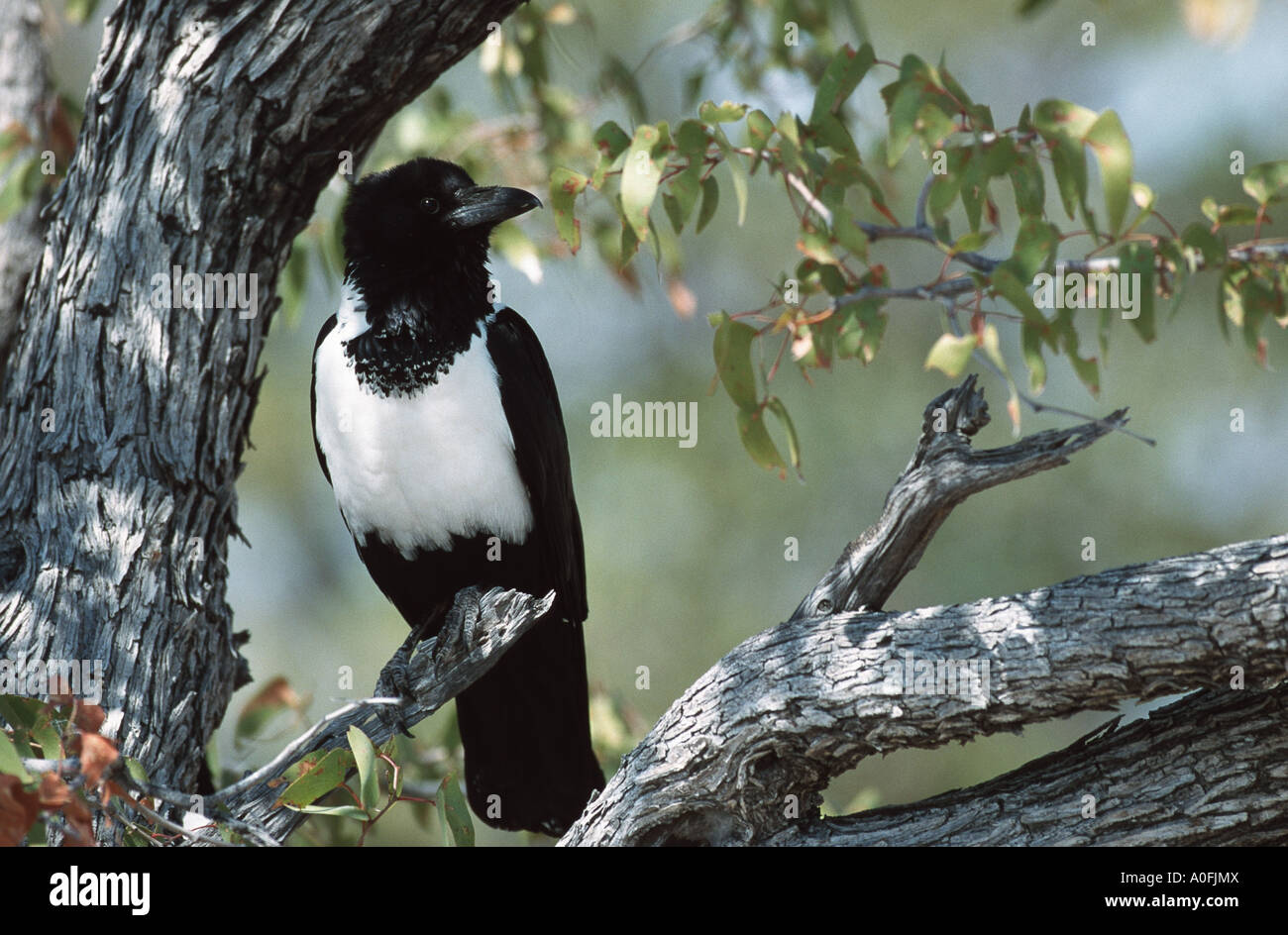 pied crow (Corvus albus), sitting in a tree, Namibia Stock Photo - Alamy