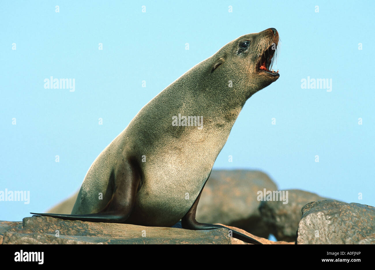 South African fur seal, Cape fur seal (Arctocephalus pusillus), crying ...