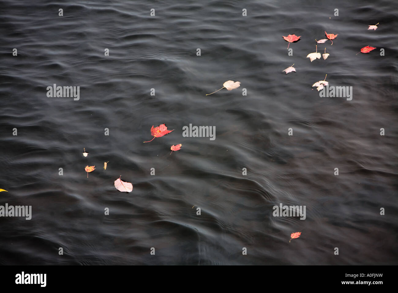 Floating leaf from below hi-res stock photography and images - Alamy