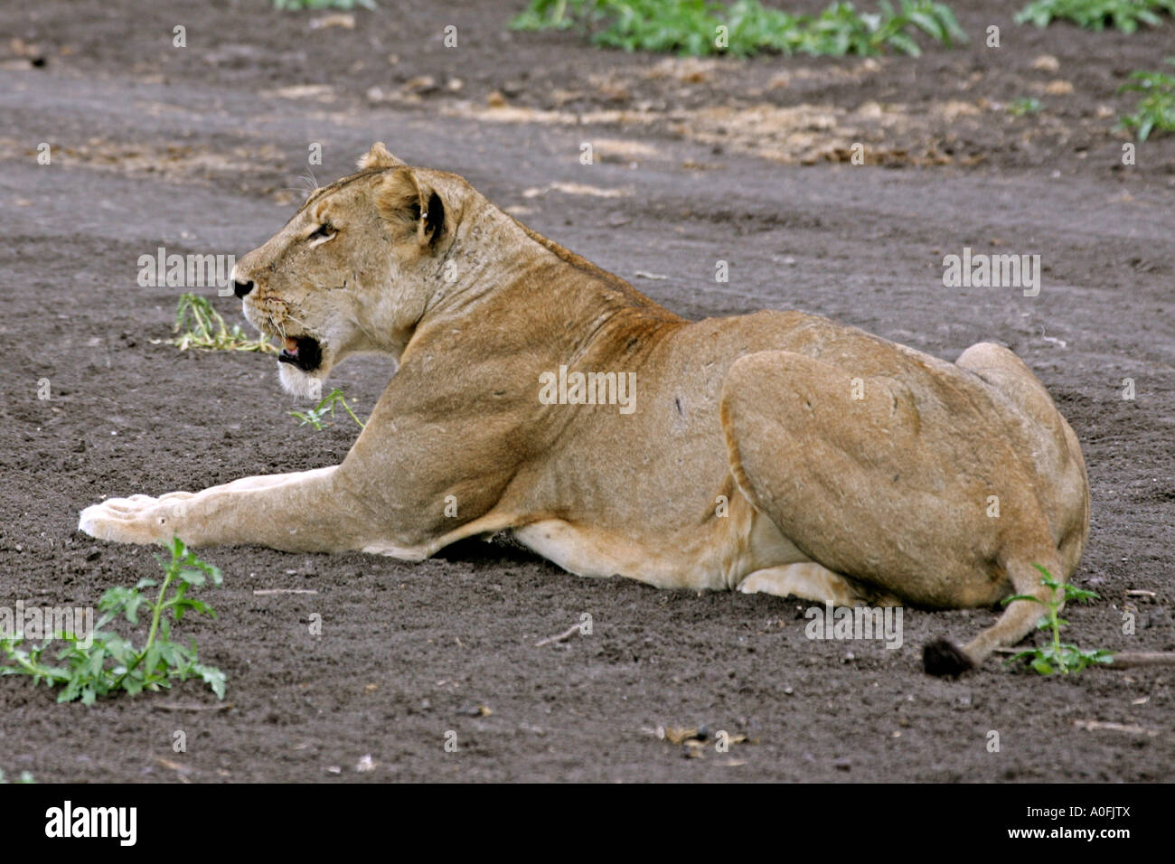 Selous Game Reserve World Heritage Site Tanzania lioness Stock Photo ...