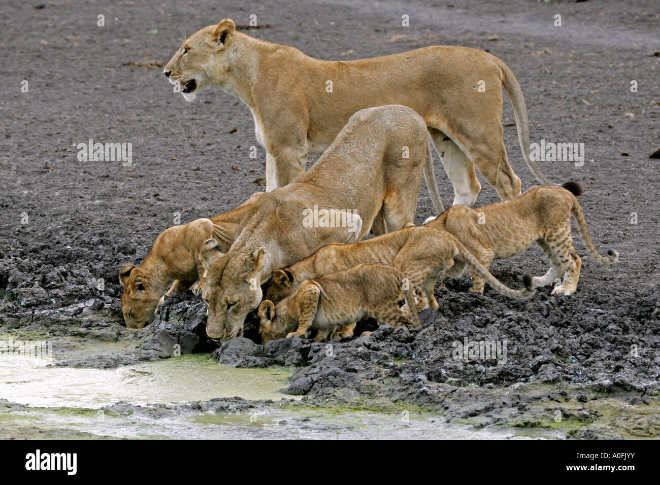 Selous Game Reserve World Heritage Site Tanzania lioness + lion cubs ...