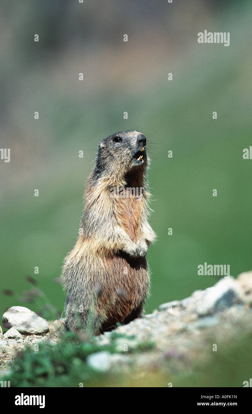 alpine marmot (Marmota marmota), warning, Switzerland Stock Photo - Alamy