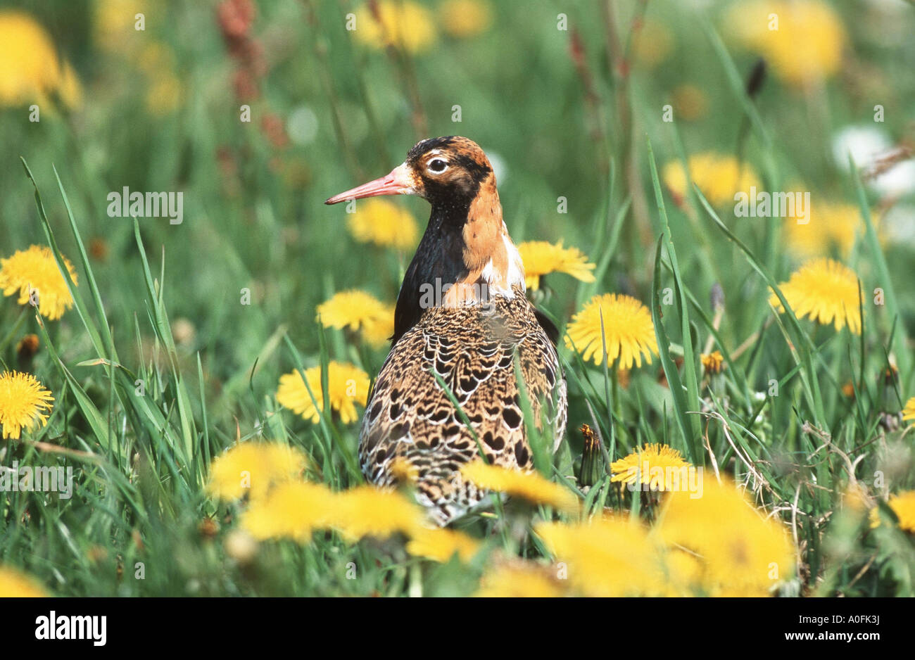 Ruff yellow hi-res stock photography and images - Alamy