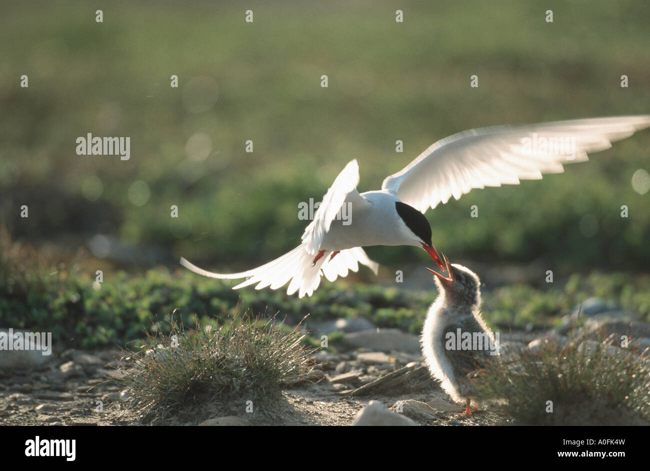Tern feeding young hi-res stock photography and images - Alamy