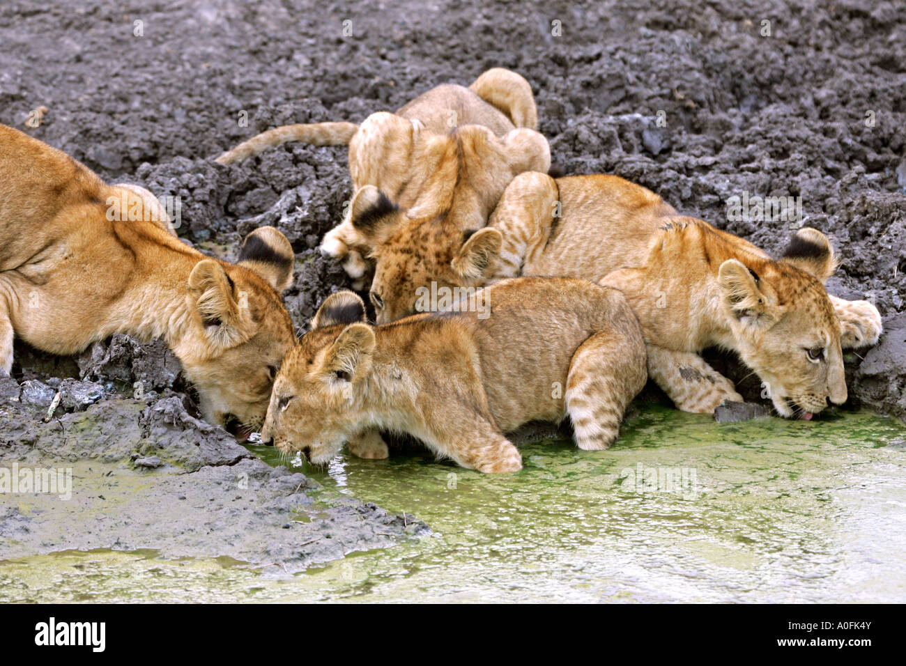 Selous Game Reserve World Heritage Site Tanzania lion cubs drinking ...