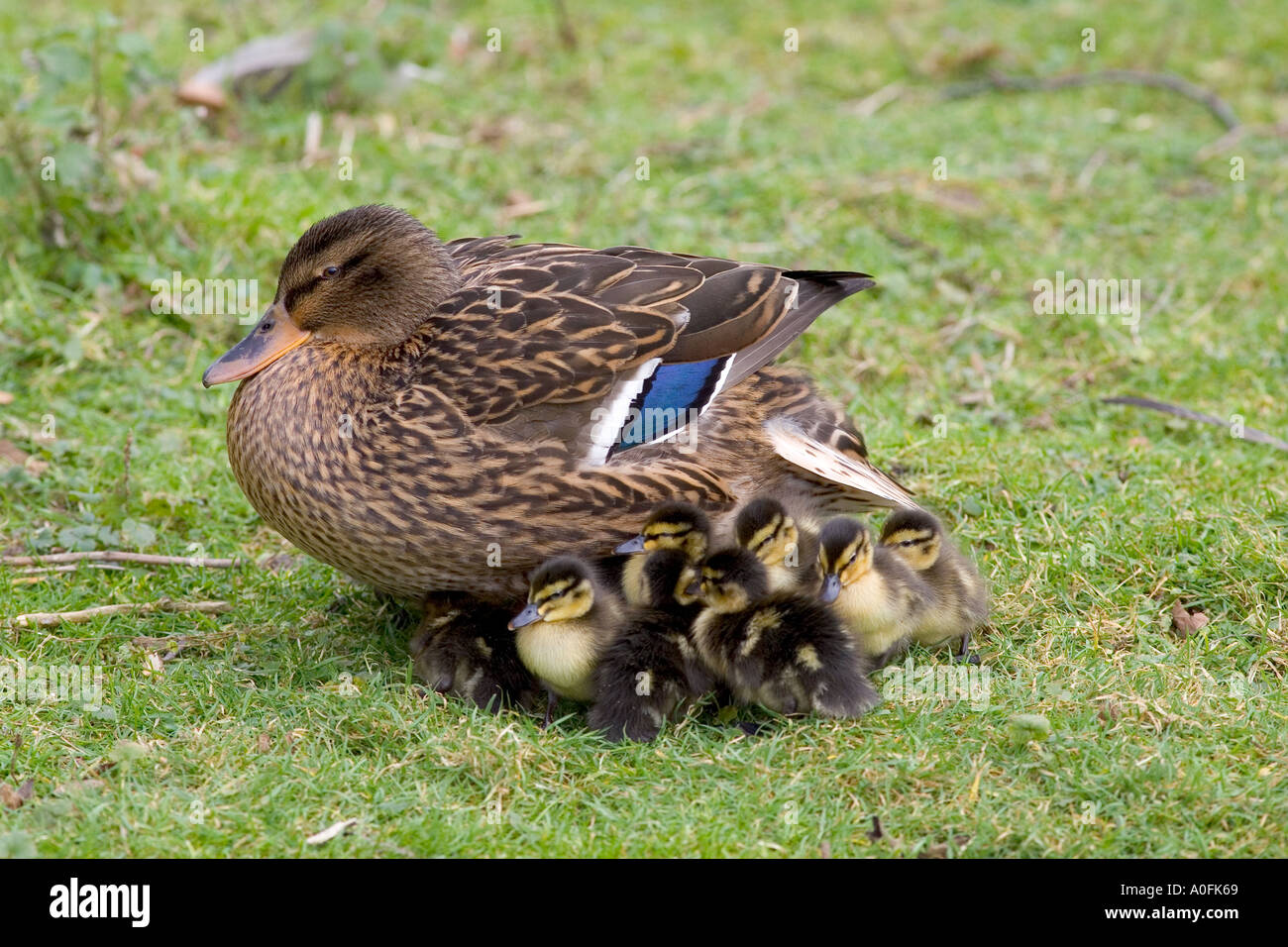Mallard Duck Anas platyrhynchos female brooding ducklings Stock Photo ...