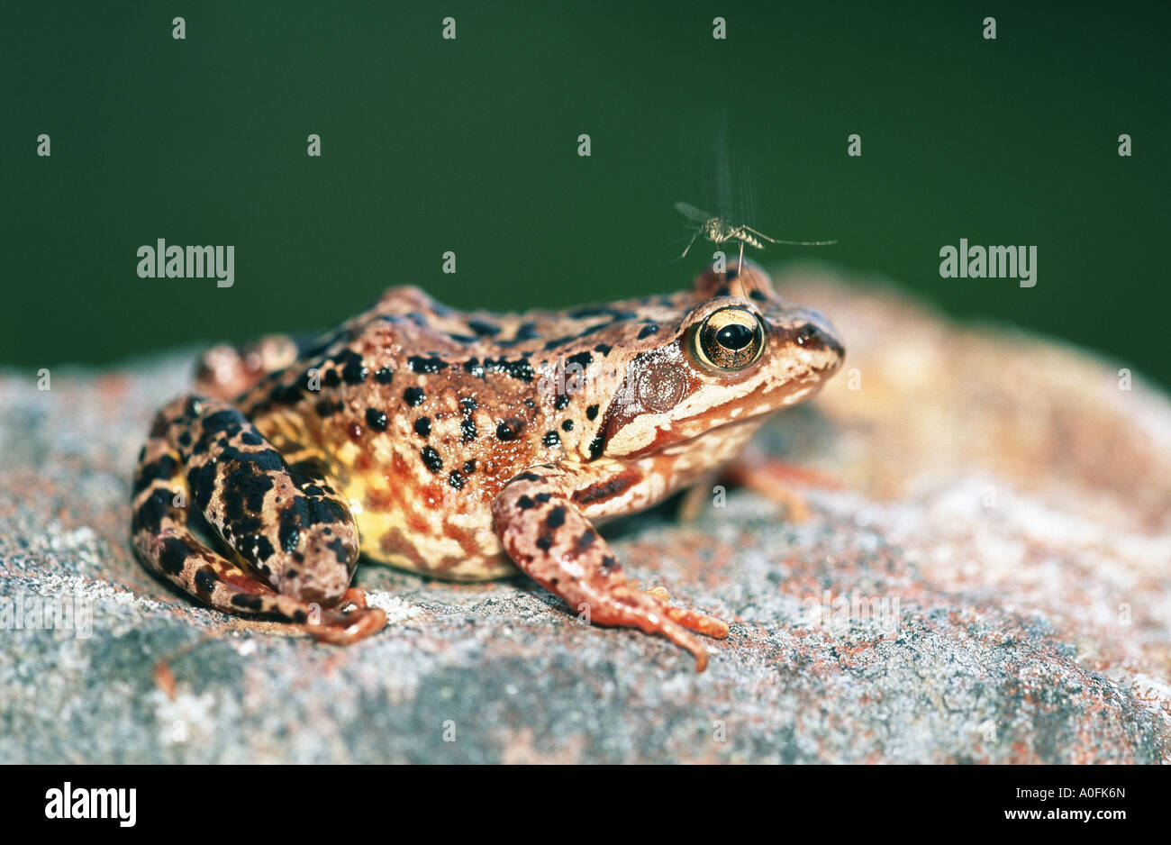 common frog, grass frog (Rana temporaria), Sweden, Gaellivare Stock ...
