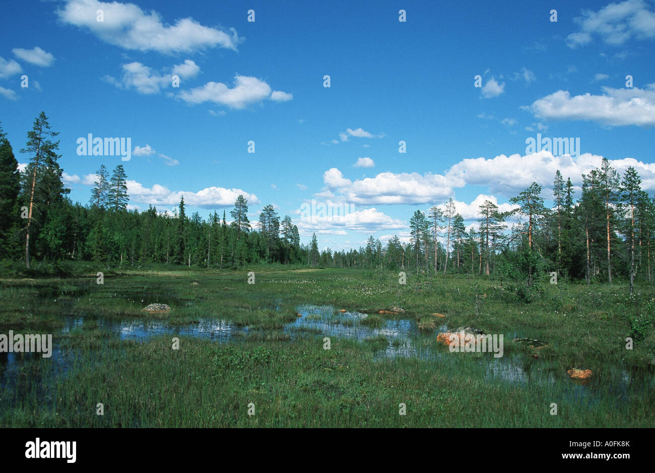 mire, with blue sky, Sweden, Lappland Stock Photo - Alamy